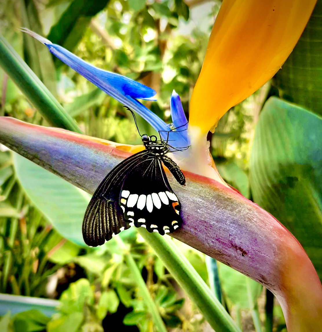 Inaugurata oggi a Ragusa la Casa delle Farfalle